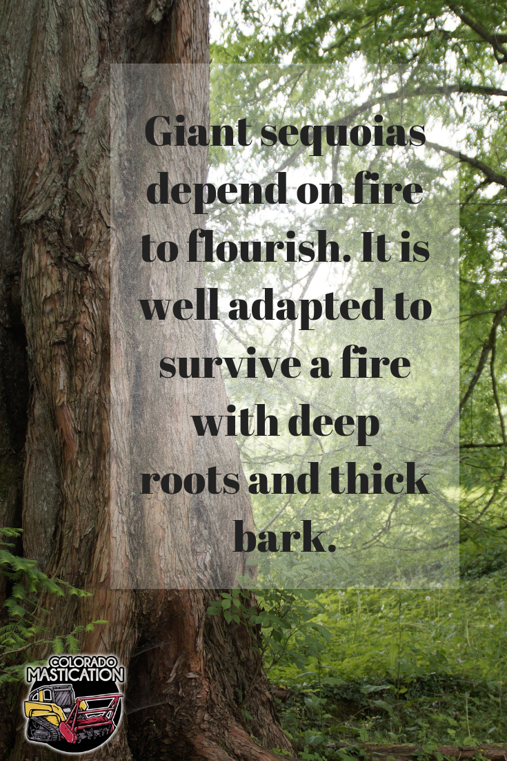 Forest Life After WIldfires.